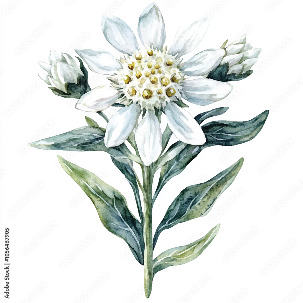 edelweiss flower watercolor clipart illustration isolated Stock Vector ...