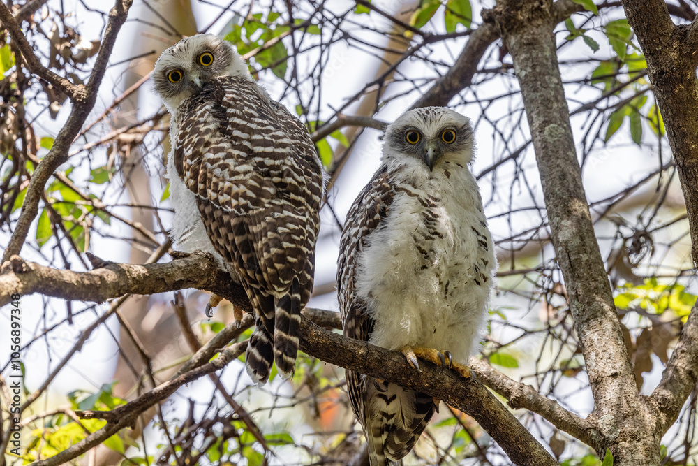 Fledgling Australian Powerful Owls roost in tree canopy by day Stock ...
