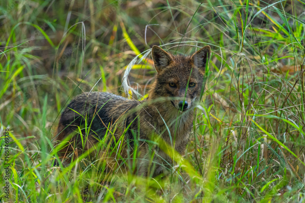 The golden jackal, a versatile carnivore, thrives in forests ...