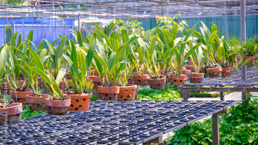 Ornamental tropical orchid farm background. Row of cattleya plants in ...