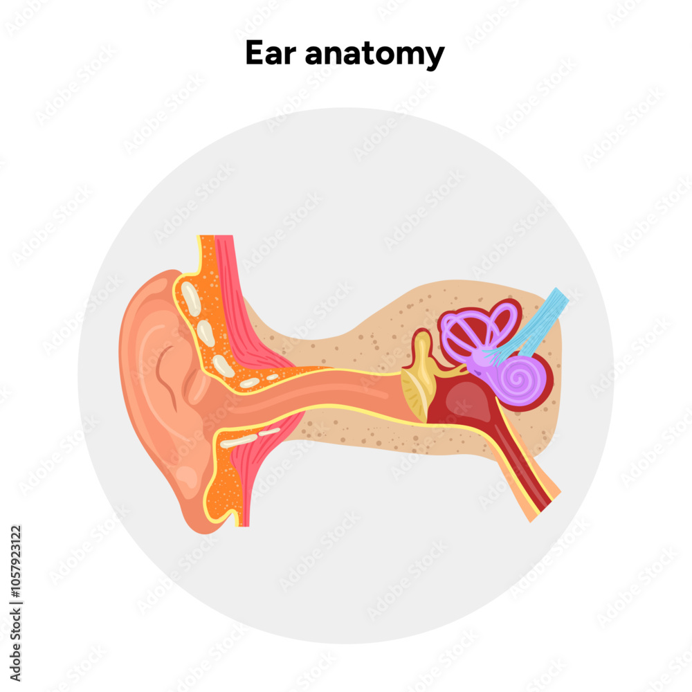 Inner Ear structure and function anatomy. Human ear vestibular system ...