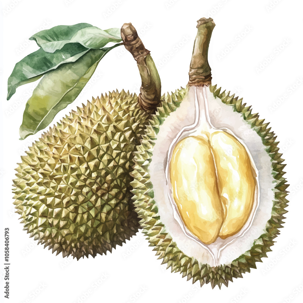 Durian fruit watercolor clipart illustratration Stock Vector | Adobe Stock