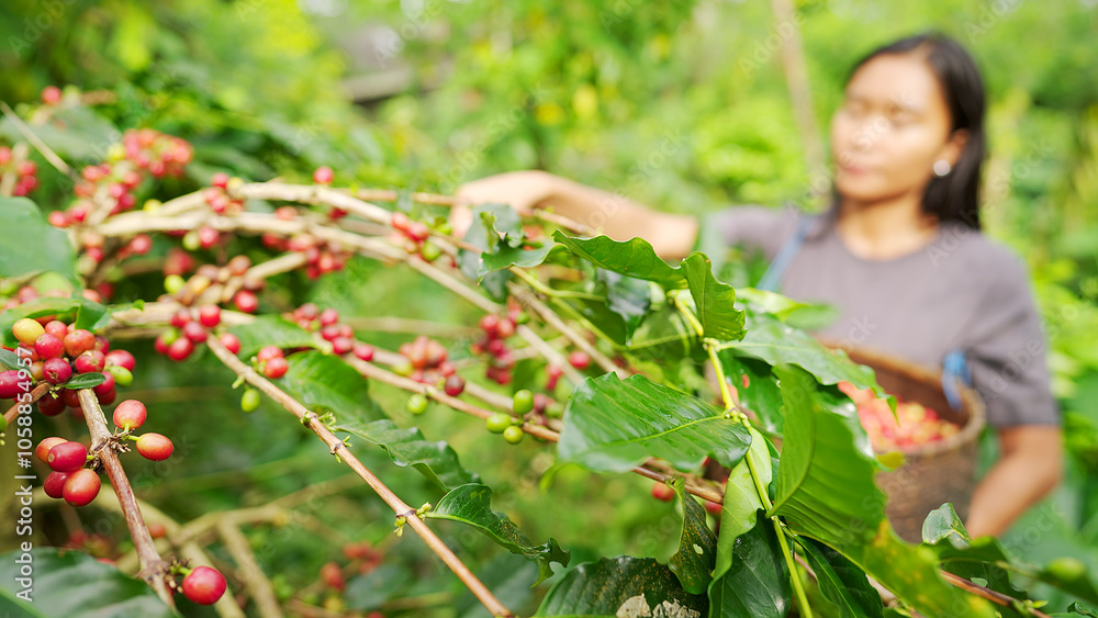 Young female southeast asian coffee farmer harvesting arabica berries ...