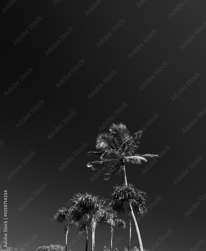 Vertical black and white image of tall coconut palm trees in the ...
