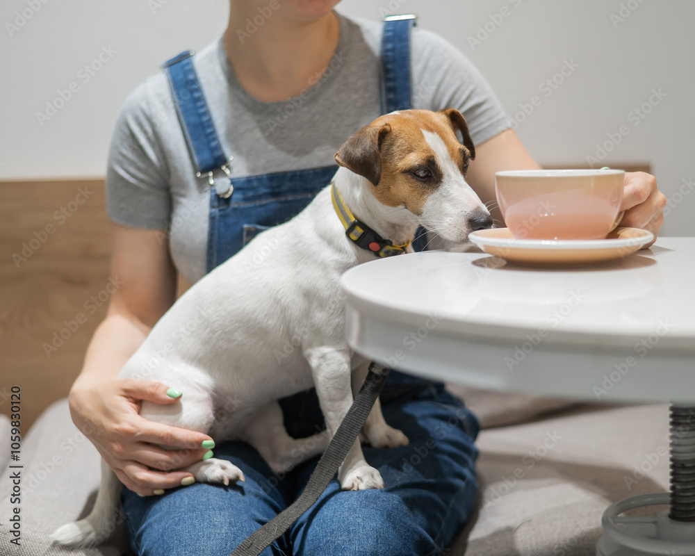 Jack Russell sits on the lap of the hostess in a cafe. Woman drinking ...