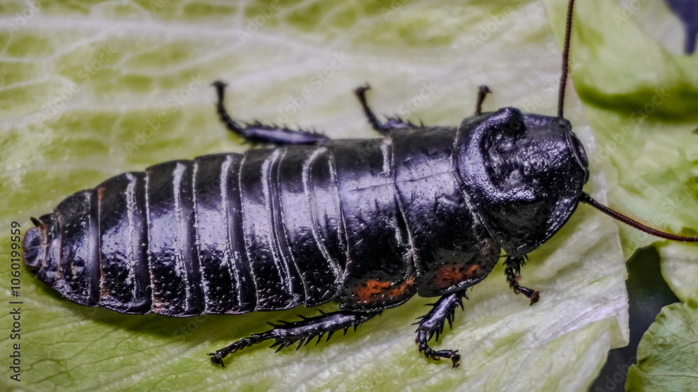 Foto de Stock Close-up of a Madagascar hissing cockroach, known for its ...