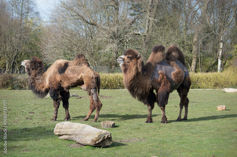 Family of Bactrian Camels in Zoo, brown fur, trees, grass, sunny Stock ...