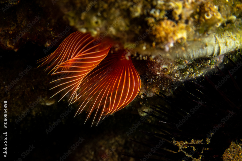 Protula is a genus of marine polychaete worms in the family Serpulidae ...