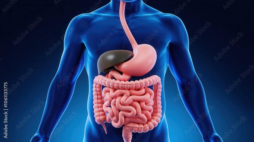 3D illustration showing the human digestive system, highlighting organs ...