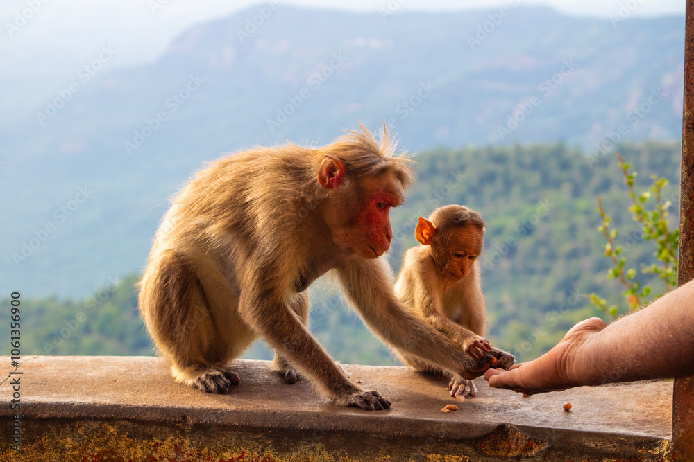 Cute Baby Monkey playing with his mother. Spotted and clicked at ...