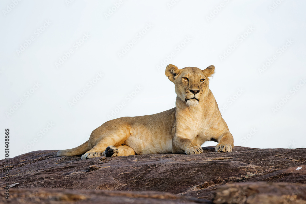 Beautiful Portrait of African Female Lioness at Masai Mara National ...