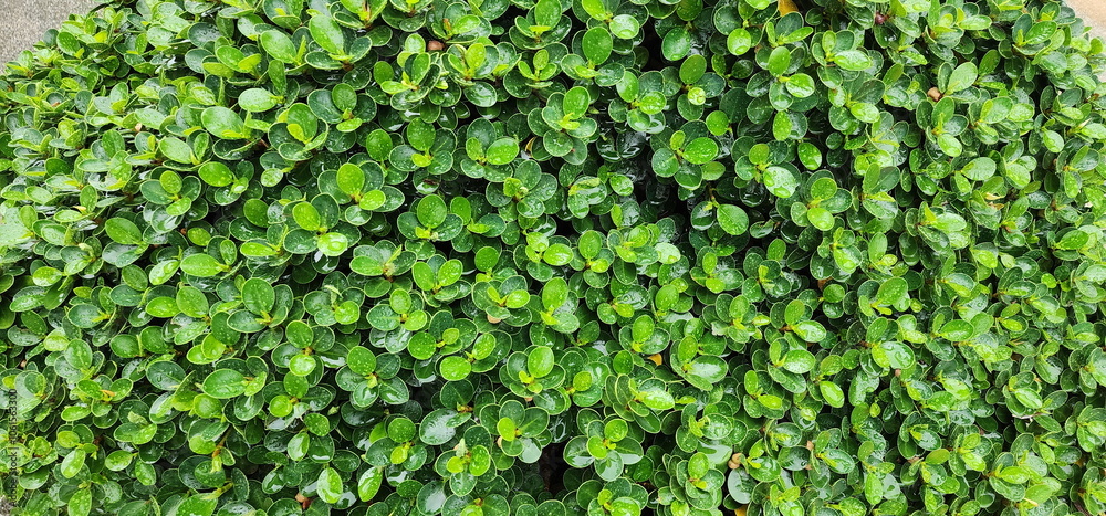 Circular ficus has dark green, round leaves with rounded tips and dew ...