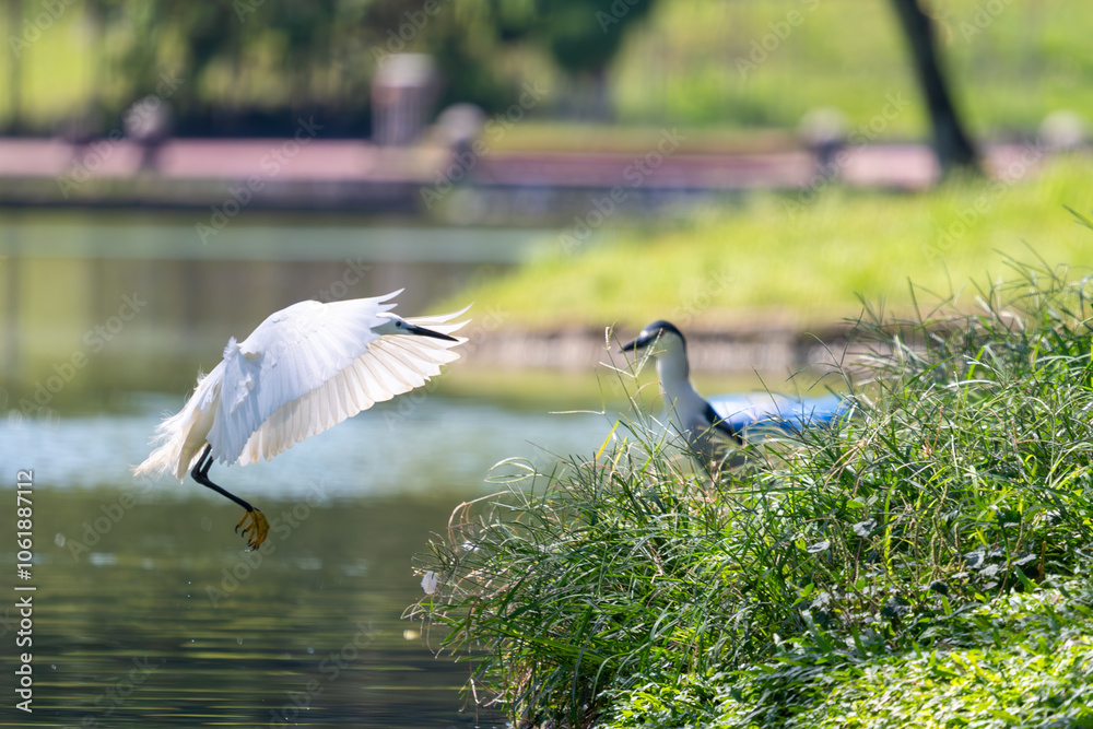 This dynamic series of photographs captures the impressive hunting ...