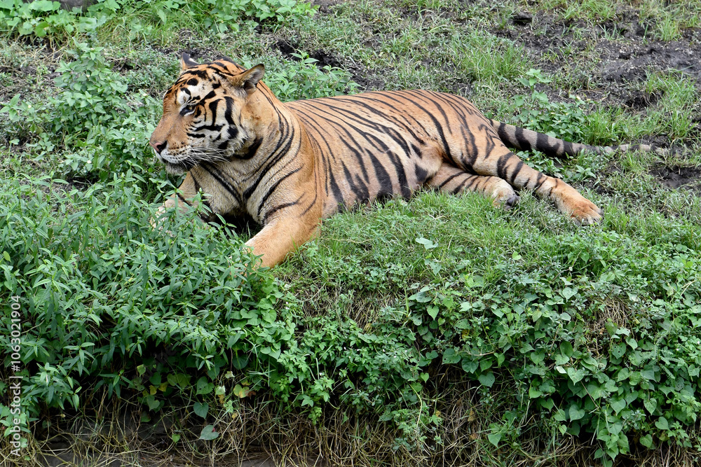tiger resting on grassy hill boundary of jungle, single bengal tiger or ...