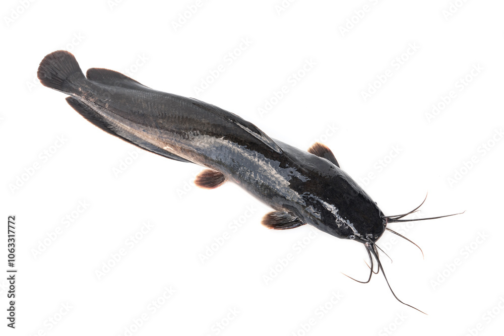 Big freshwater fish. Walking catfish - Clarias batrachus isolated on ...