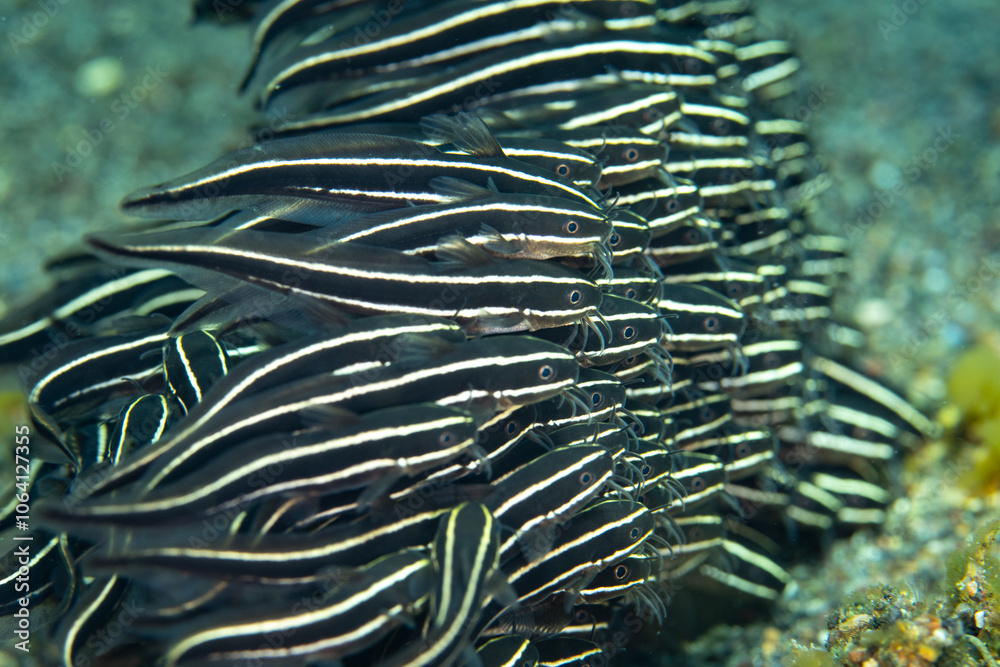A school of Striped eel catfish, Plotosus lineatus, feeds on planktonic ...