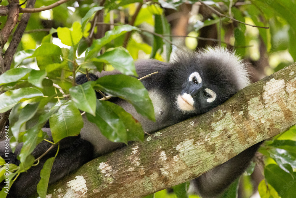 Dusky Leaf Monkeys in Penang Hill Malaysia. The dusky leaf monkey ...