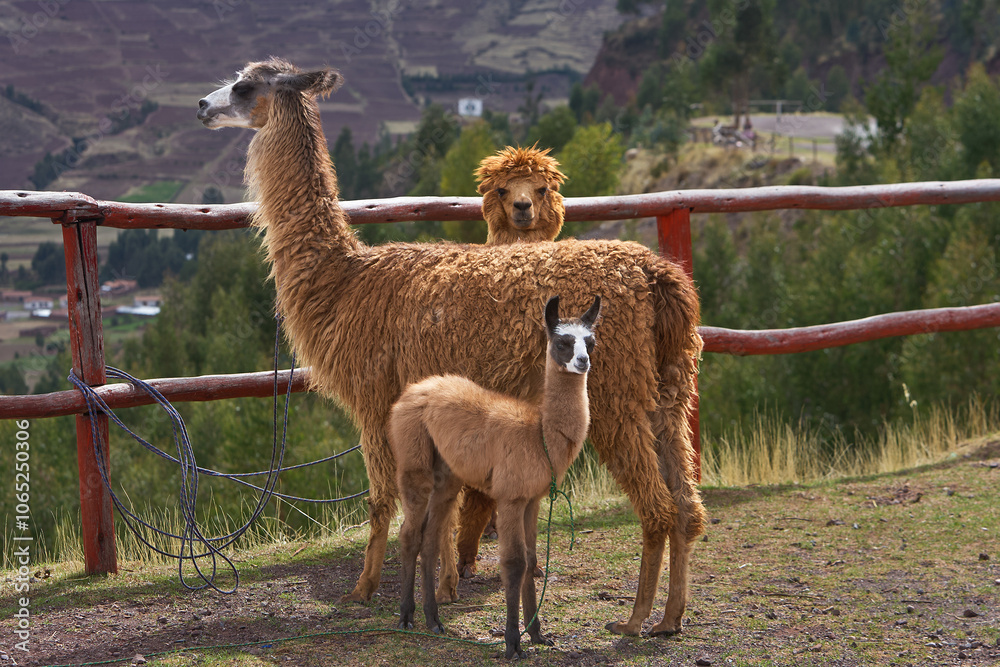 Meet the fluffiest little duo! Mama llama and her adorable calf ...