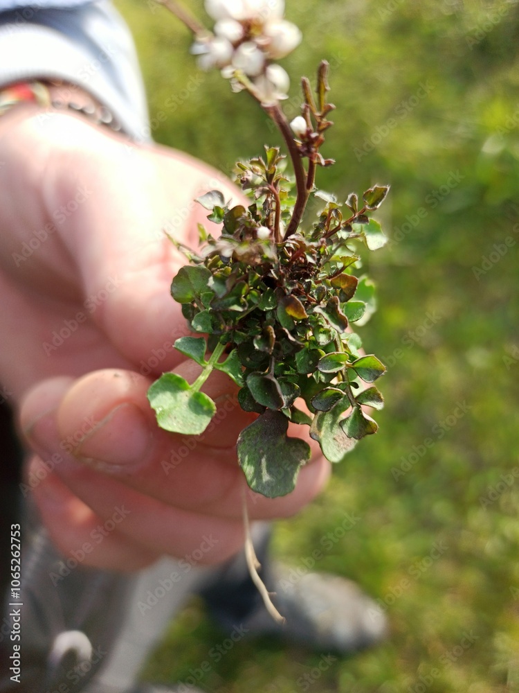 Sand bittercress, Cardamine à petites fleurs - Cardamine parviflora ...
