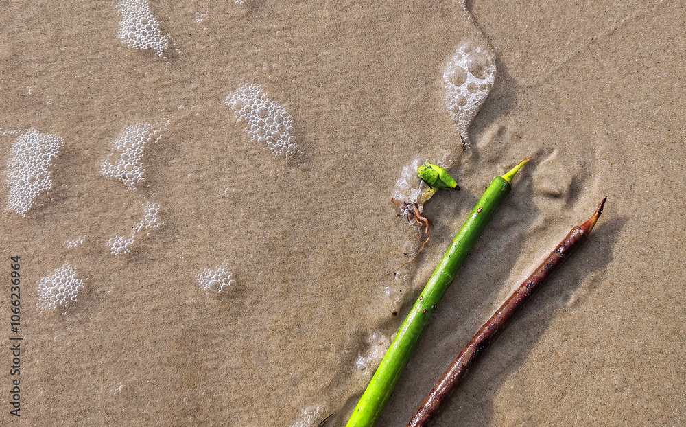 Mangrove tree seeds on the beach sand Stock Photo | Adobe Stock