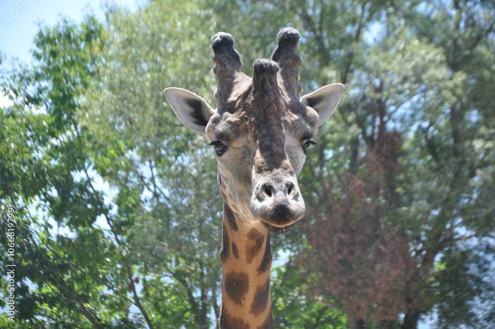 Large red spotted giraffe. African giraffes Stock Photo | Adobe Stock
