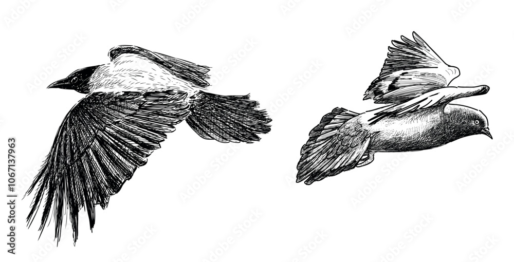 Sketch of two flying birds, crow, pigeon, realistic hand drawing ...