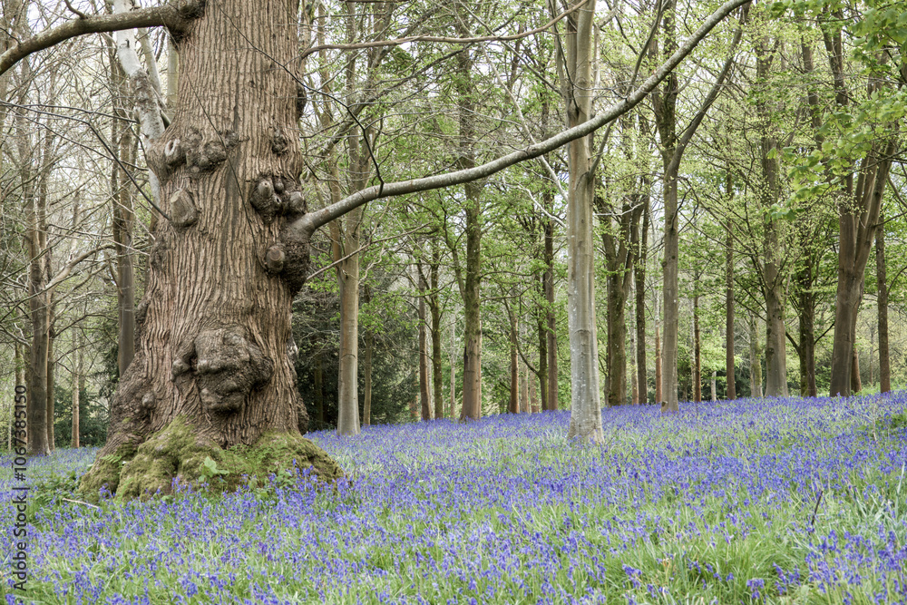 carpet of Beautiful bluebells a symbol of humility constancy gratitude ...