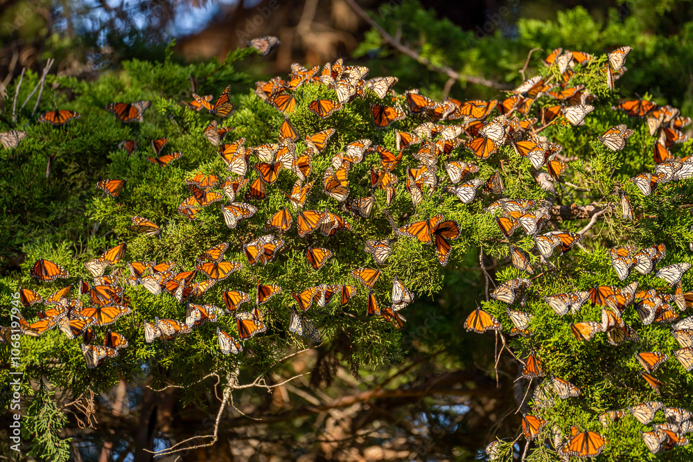 Many Monarch butterflies (Danaus plexippus) on a pine tree. Migrating ...
