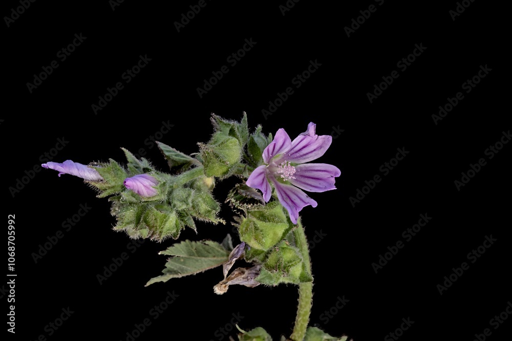 Malva sylvestris is a species of the mallow genus in the family of ...