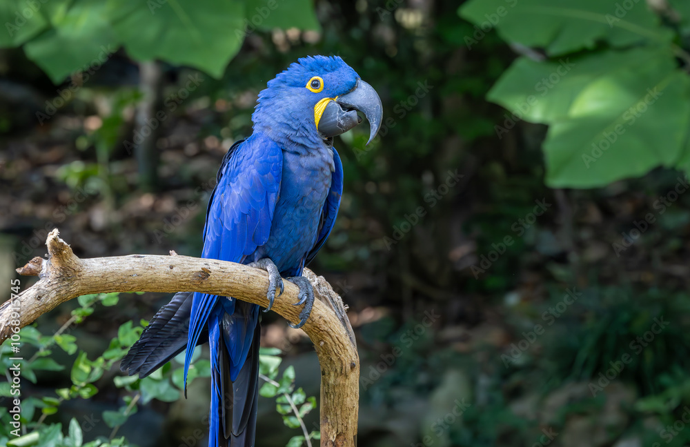 Hyacinth Macaw a meter long sitting on a branch at the zoo. A ...
