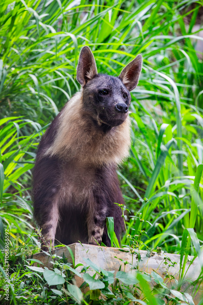The brown hyena (Parahyaena brunnea) is currently the rarest species of ...