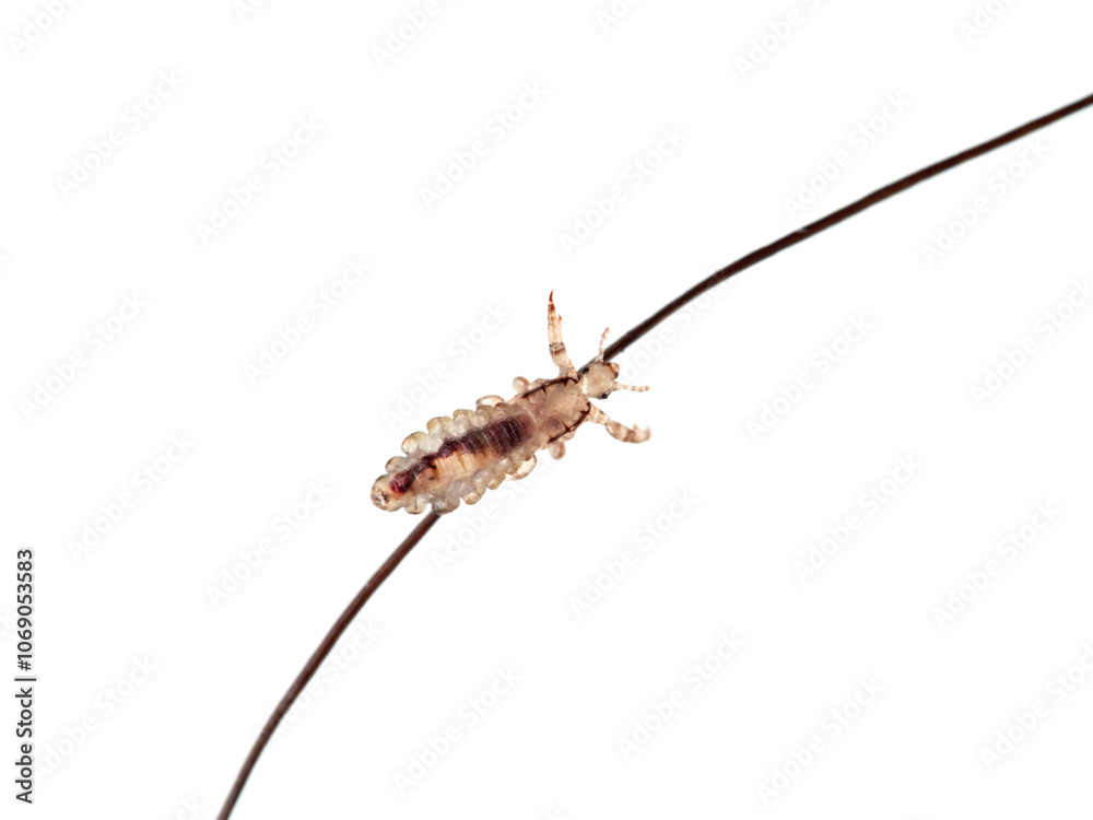 Head lice. Pediculus humanus. Human louse on a white background on a ...