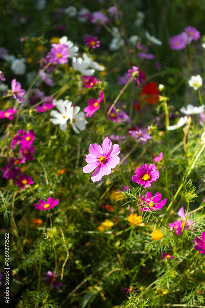 colorful cosmos flowers in full bloom, with shades of pink, purple ...