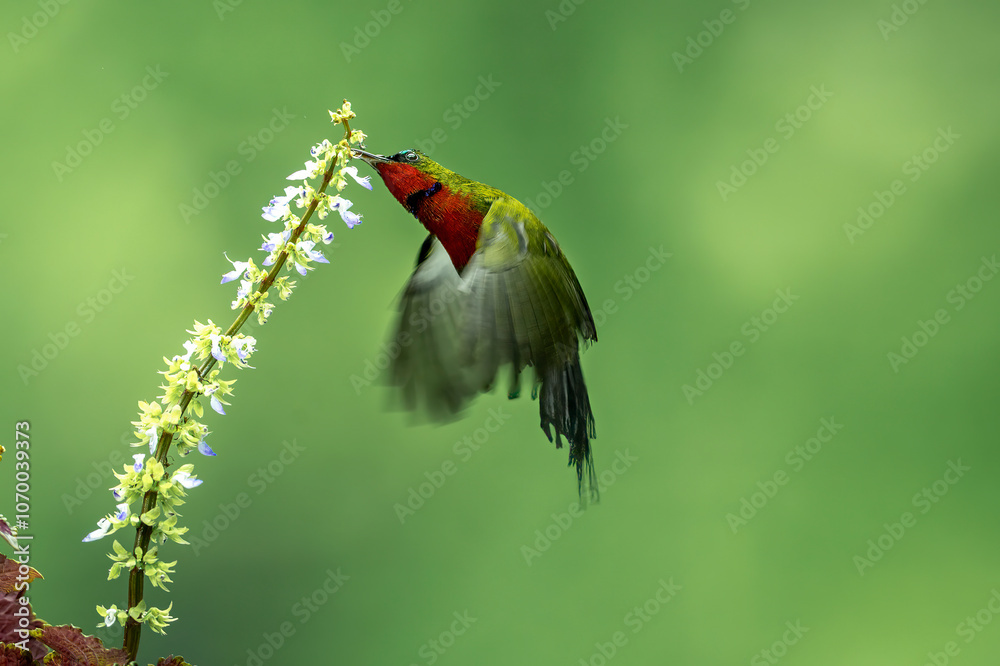 Flame-breasted Sunbird (Cinnyris solaris) is a species of nectar-sucking bird endemic to ...
