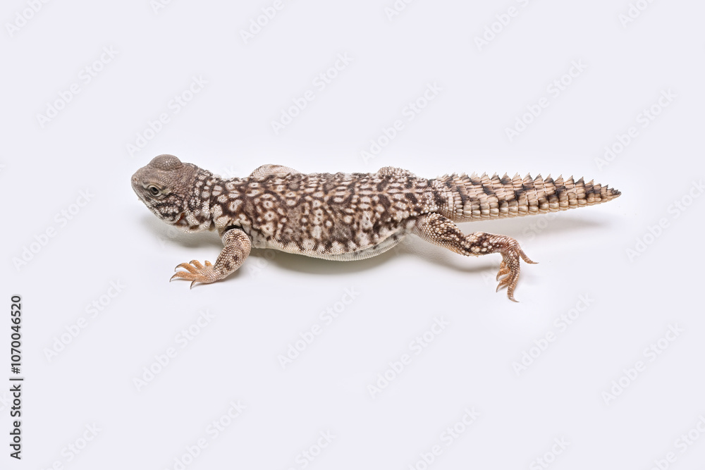 Uromastyx Hybrid is a type of lizard resulting from the crossbreeding ...