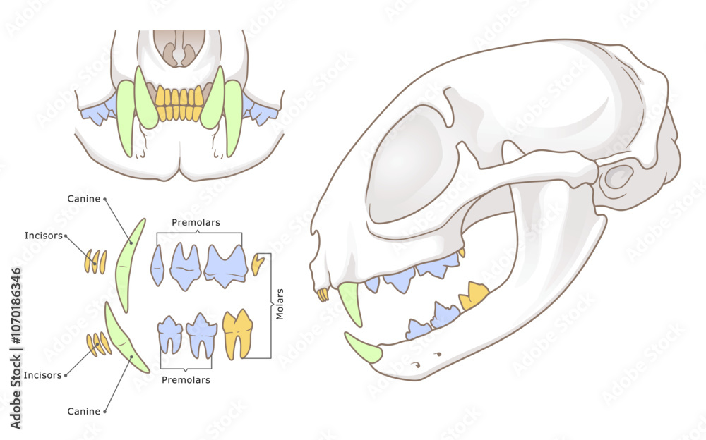 Domestic cat teeth anatomy illustration. Veterinary illustration ...