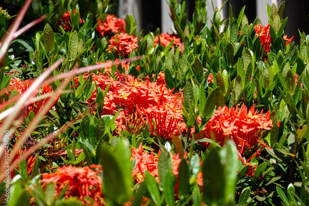 Rio de Janeiro, RJ, Brazil, 06/11/2024 - Flowers of Ixora chinensis ...
