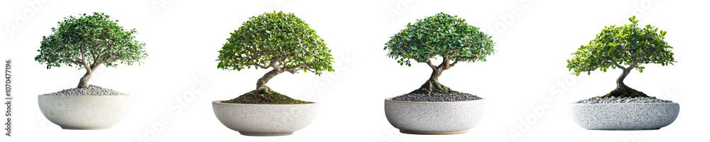 collection of four bonsai trees in decorative pots, showcasing ...