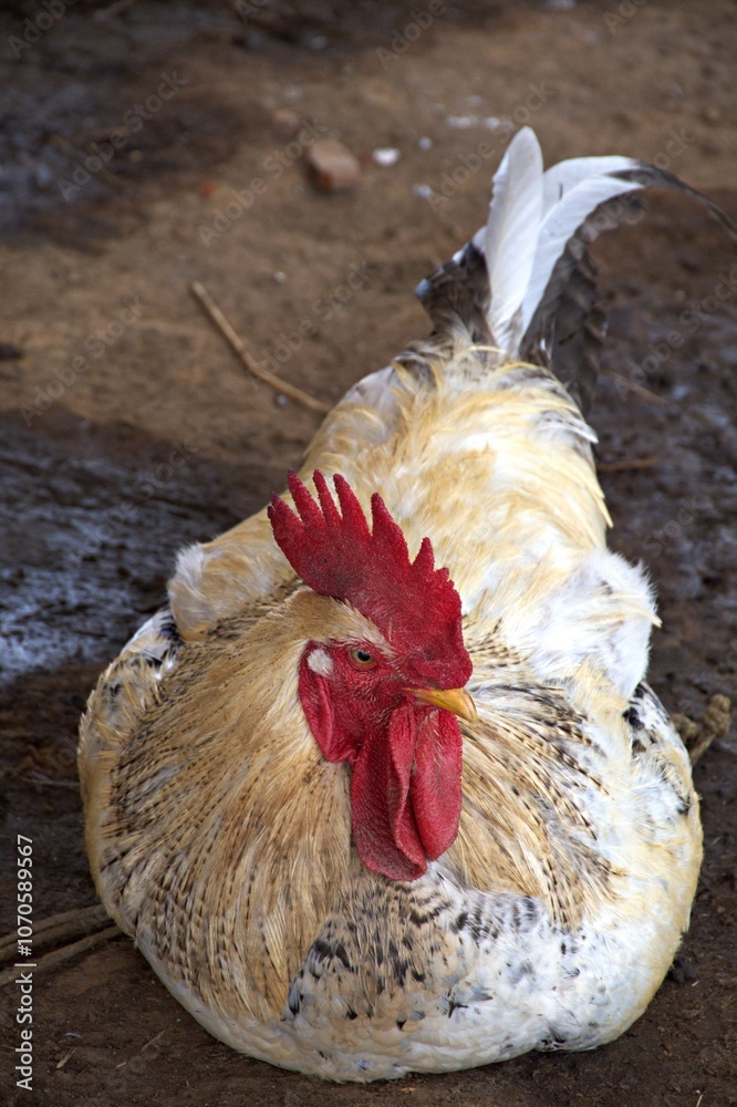 Bantam Chicken (Gallus gallus domesticus) is classified as the Aves ...
