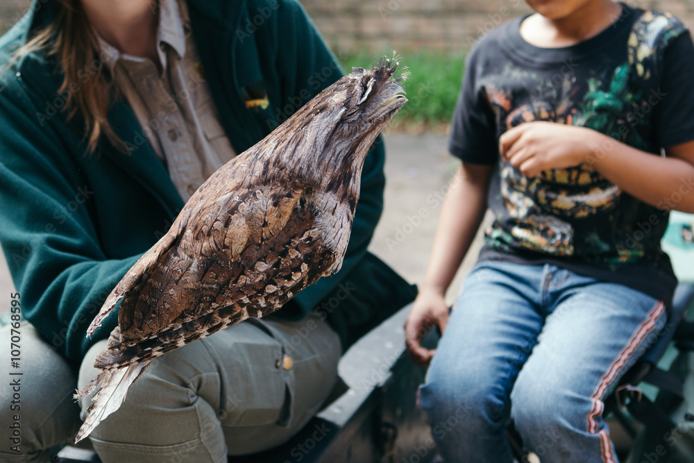 The tawny frogmouth (Podargus strigoides) is a big-headed, stocky bird ...