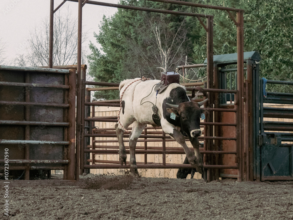 Competition Bucking Bull stock elimination Alberta Canada using bucking ...