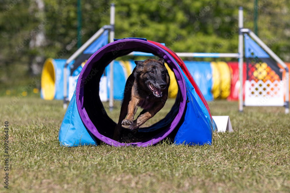 Sable with black mask working Belgian shepherd malinua dog doing ...