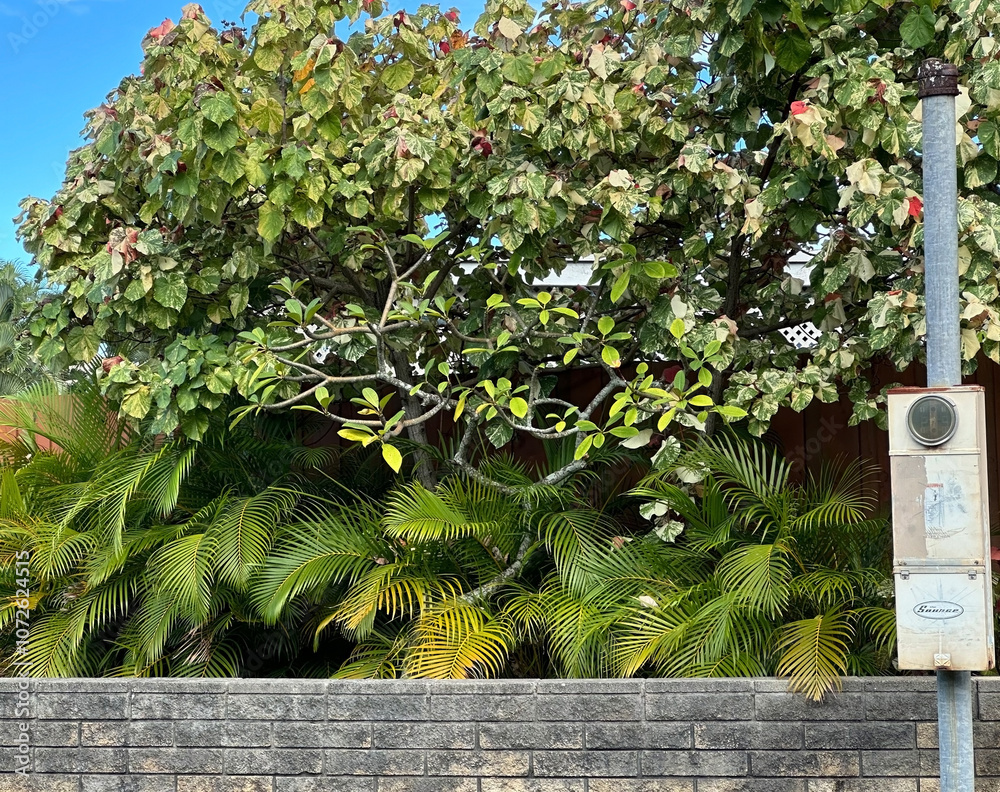 Urban scene along Oahu highway. Beautiful floral tree and palms sway ...