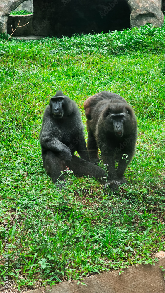 The Yaki or Wolai Monkey is endemic to the island of North Sulawesi ...