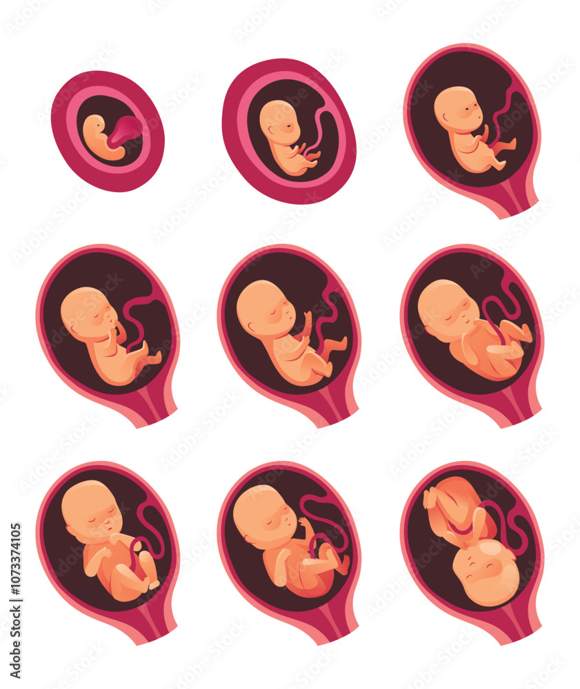 Embryonic month stage growth, fetal development vector flat infographic ...