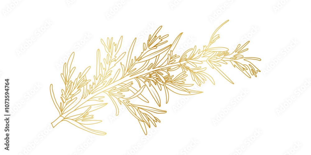 Golden Rosemary line art isolated on white background. Luxury Rosemary ...