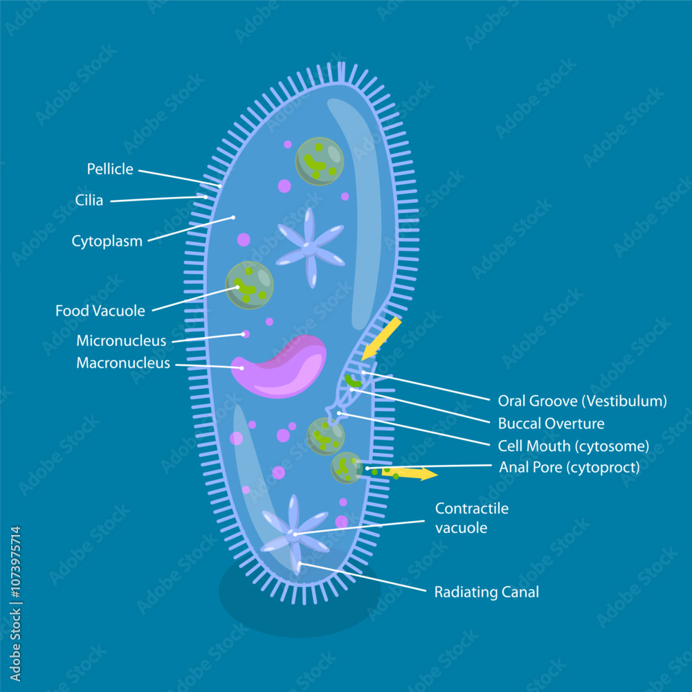 3D Isometric Flat Vector Illustration of Anatomy of Paramecium Caudatum ...