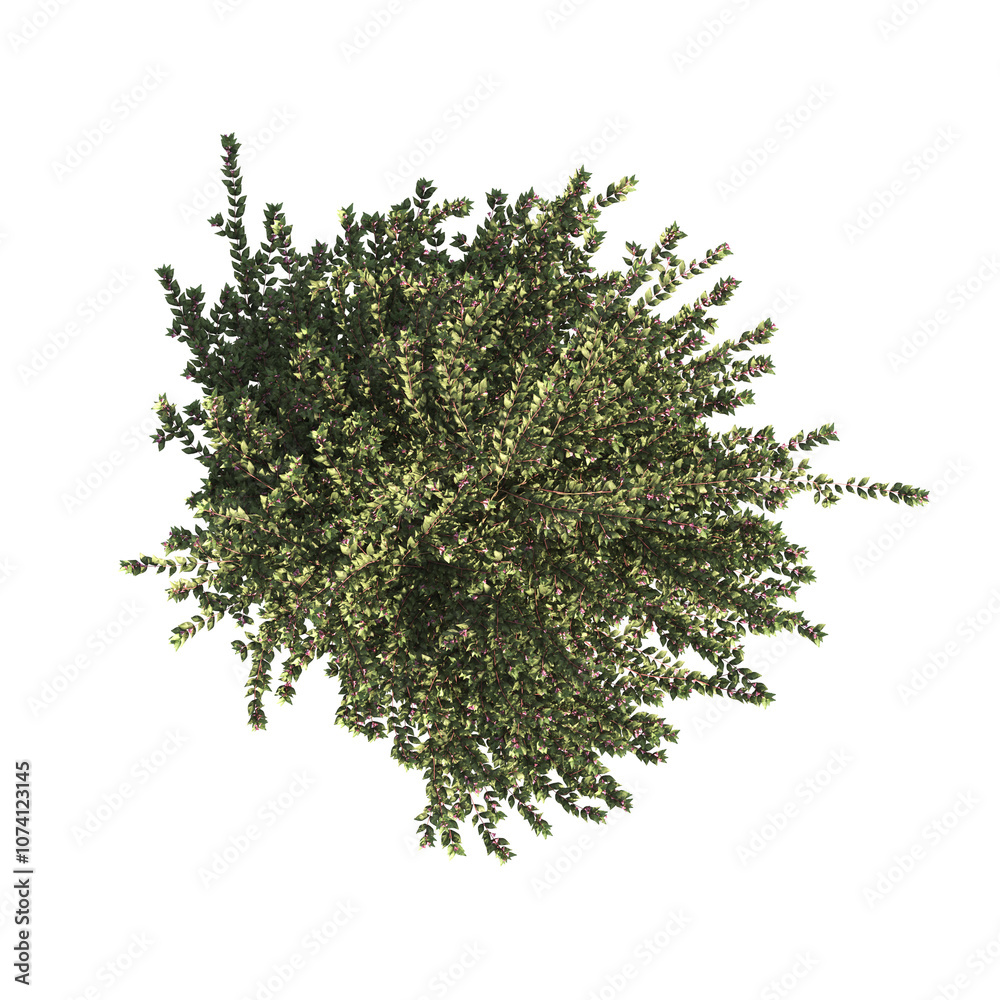 Стоковое фото «flower bush isolated on transparent background. Single ...