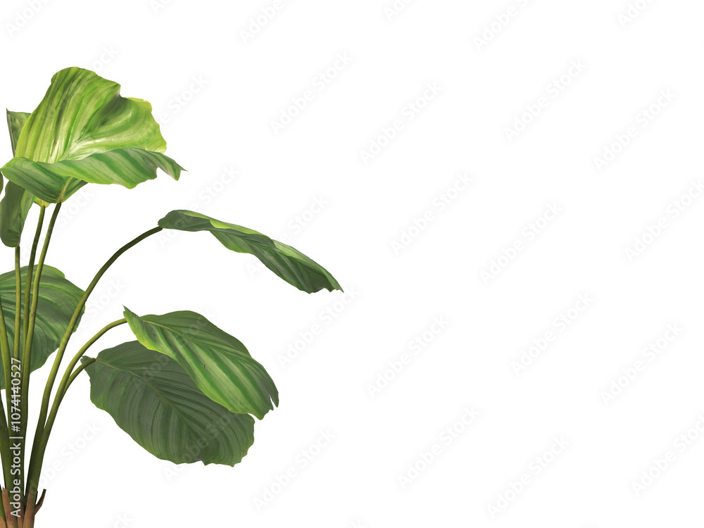 Calathea Orbifolia leaves isolated on transparent background. Calathea ...