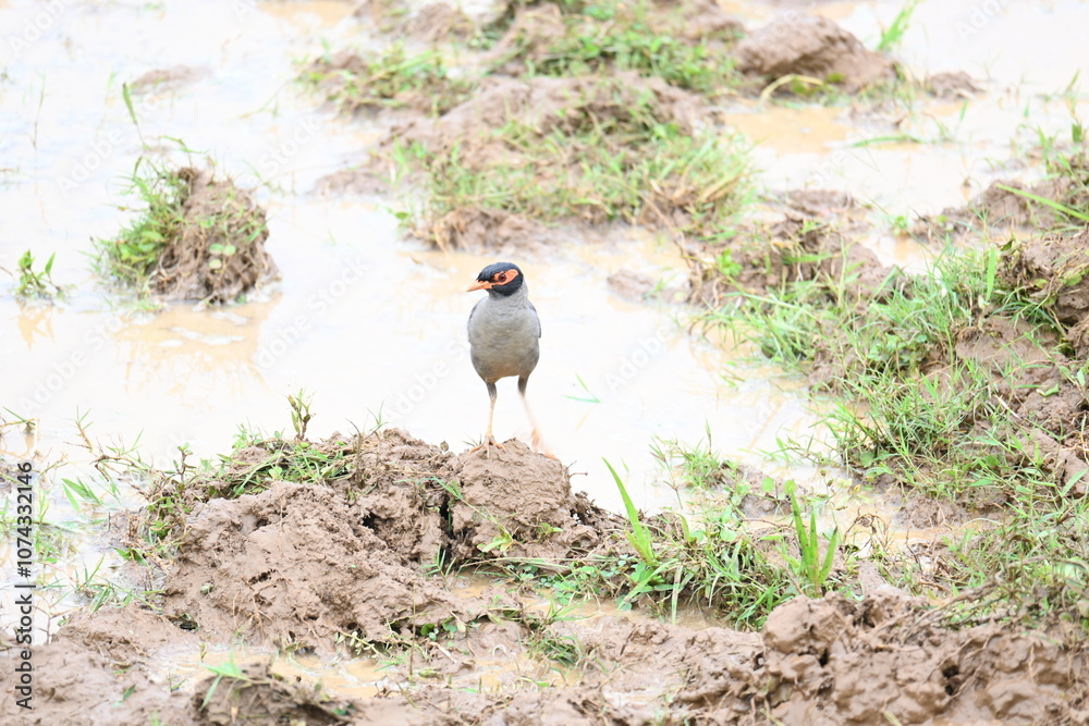 Indian Myna Birds in water filled field. It is searching for food in ...